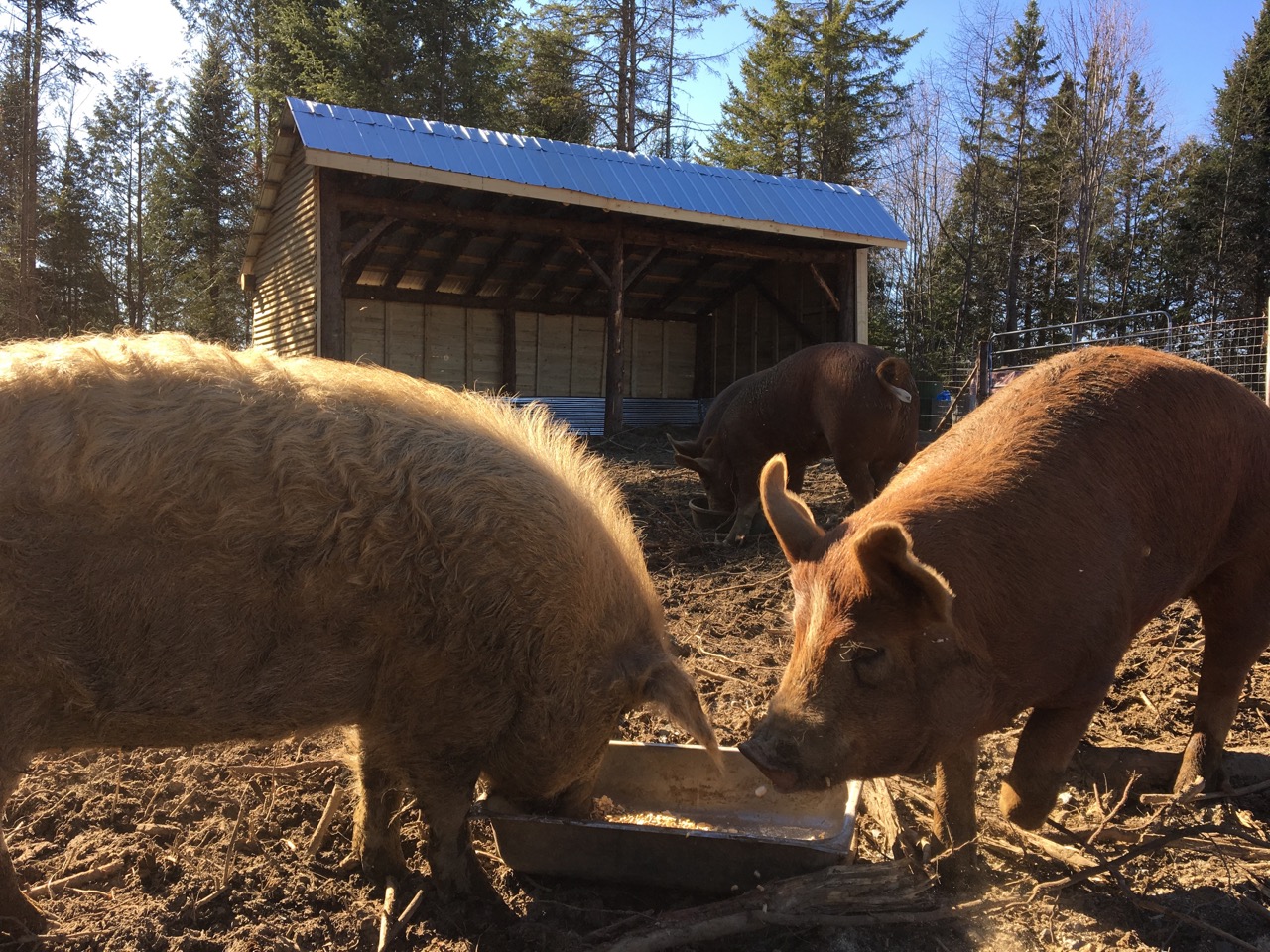 Pigs Soil Improvement Thornhill Farm Pigs Soil Improvement Thornhill Farm